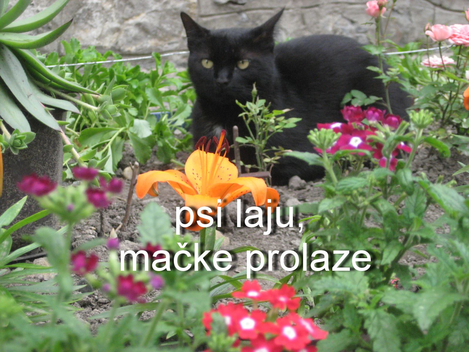 Lako je biti grub: Kakvi su ti mimovi, takav ti je život